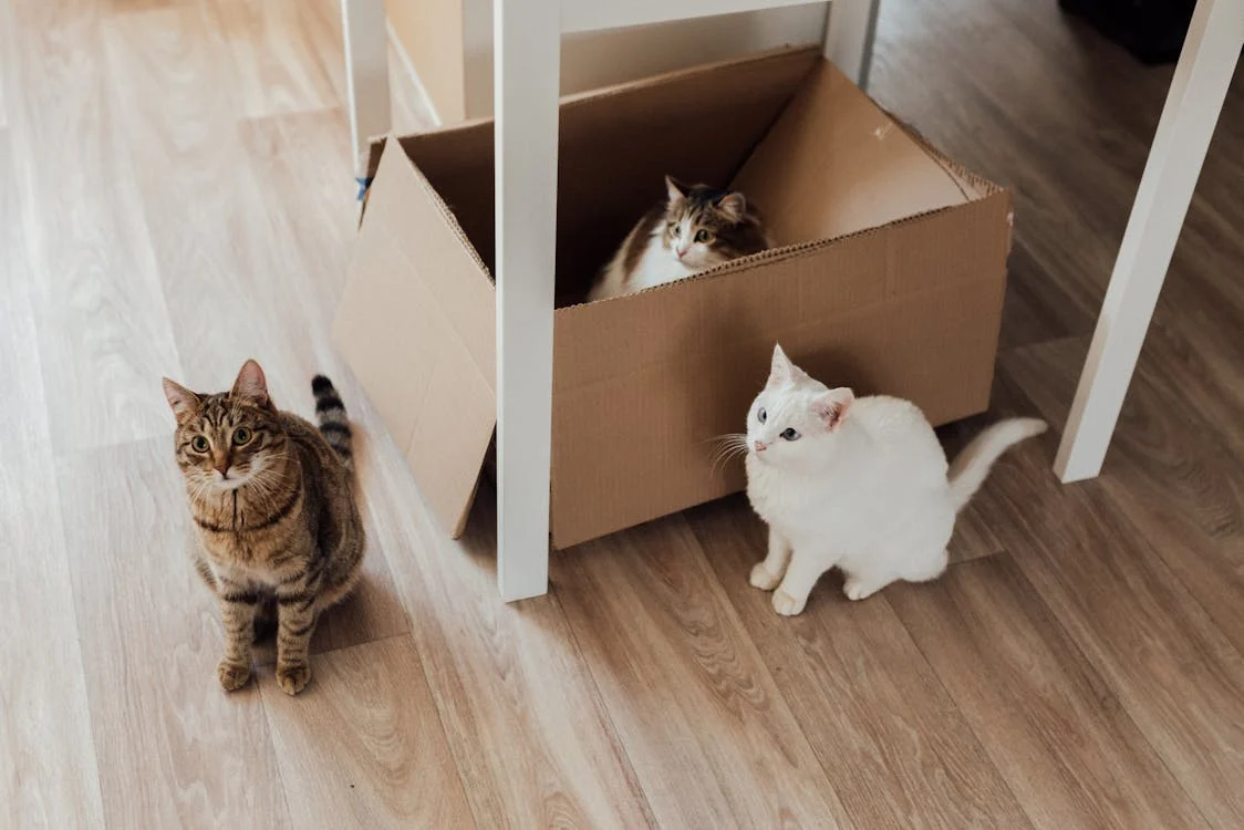 Pasadena Movers | Happy Tails: Everything You Should Know About Stress ...